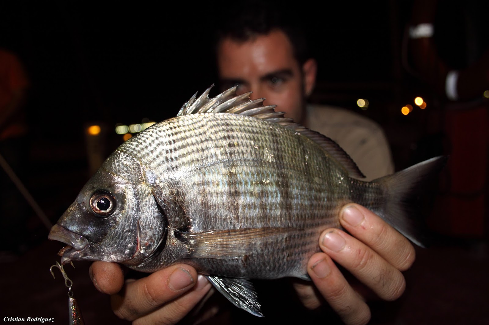 SPINNING, CAPTURA Y SUELTA: El rockfishing como pesca específica