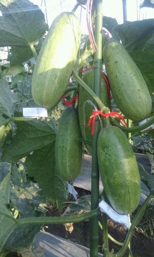 Cara Mengurus Pohon Mentimun Hasil Buahnya Lebat Sekali - Guru Ilmuan