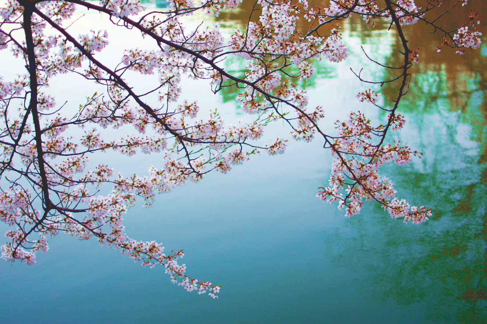 V de Vigueras: Hanami en 7 fotos.