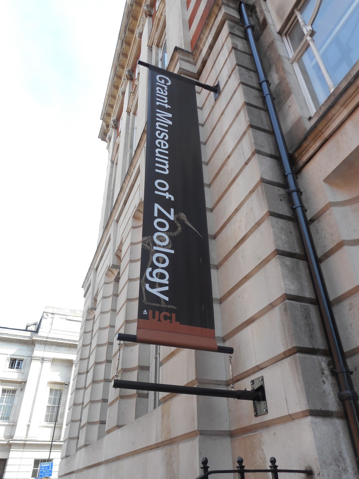 London buses one bus at a time: the return: Grant Museum of Zoology