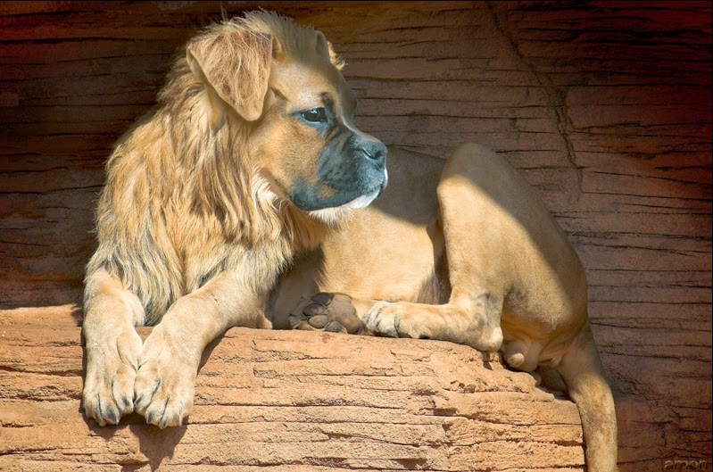 Gradina zoologică din Cernobil. Animale postapocaliptice | Imaginarium