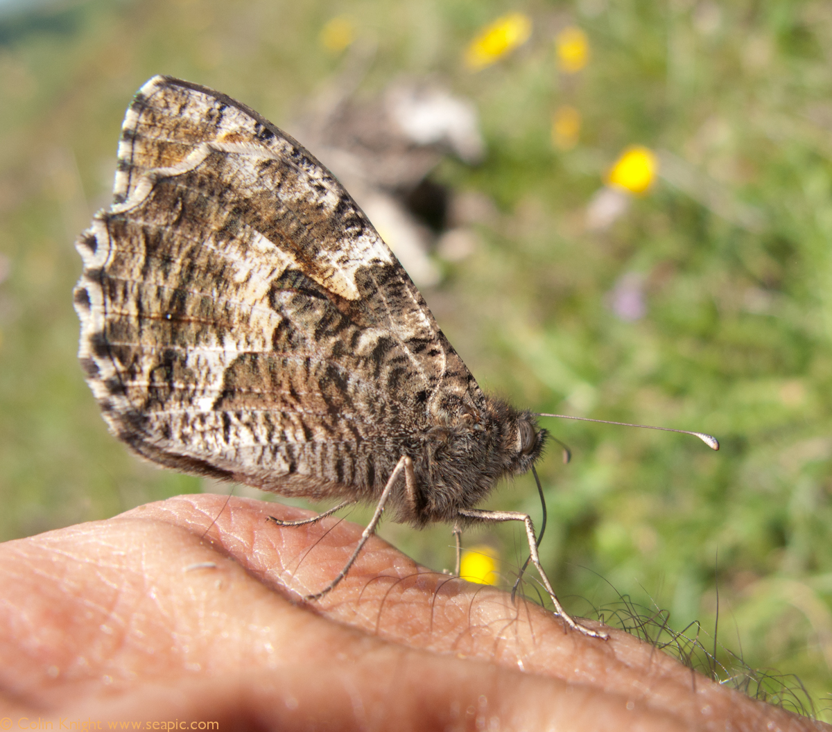Postcards from Sussex: Grayling Festival at Windover Hill