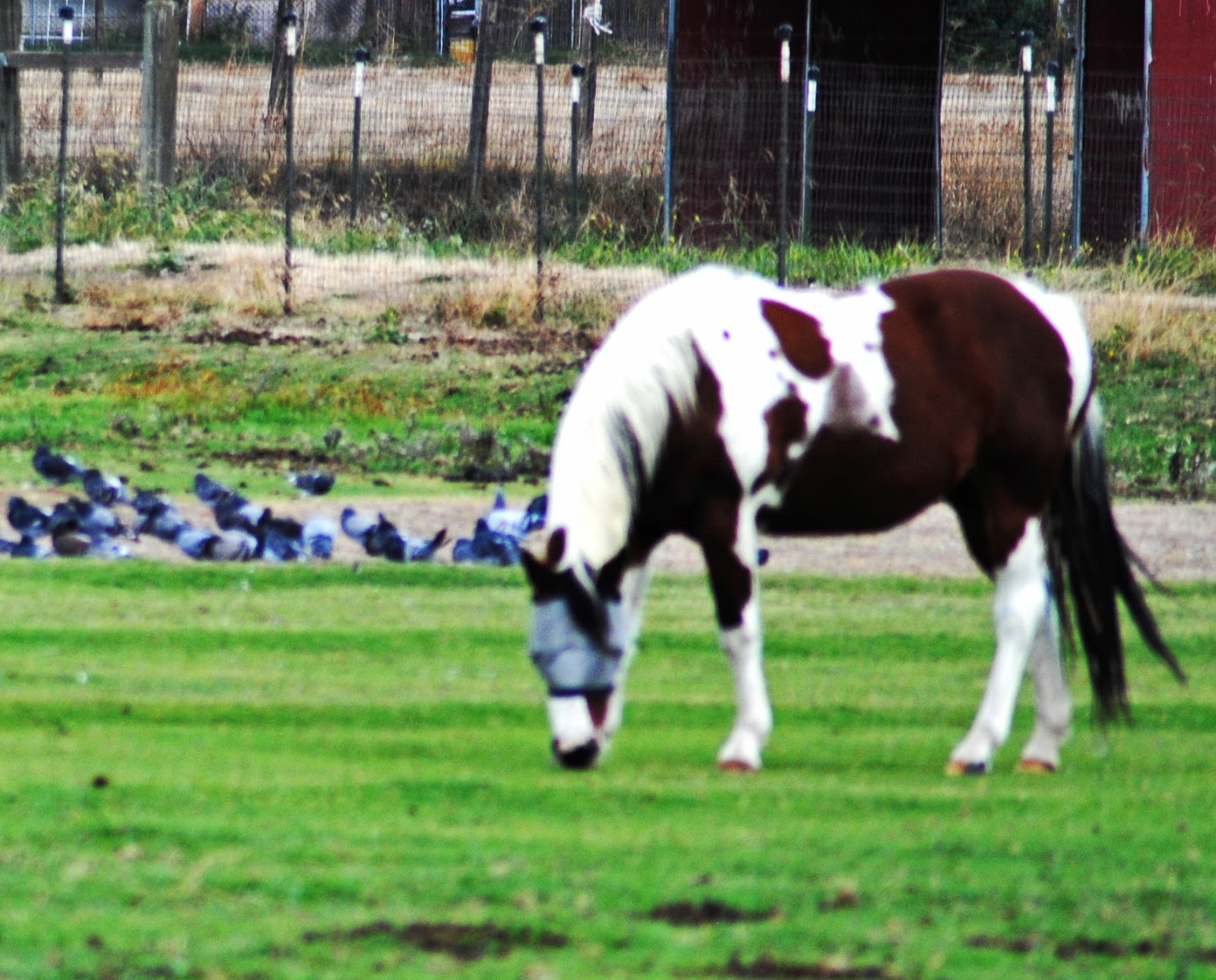 Adventures through Photography: Gibson Ranch Visit ~~ October 25, 2014