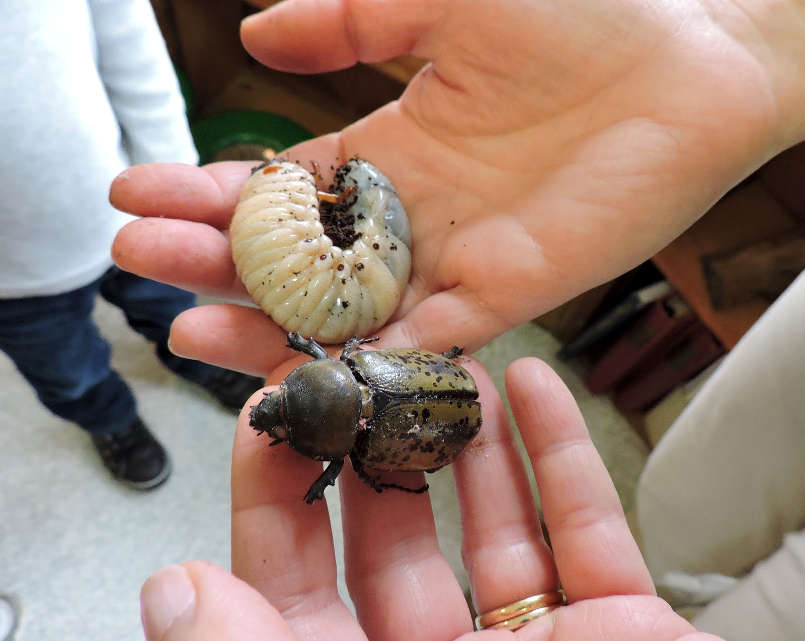 Capital Naturalist by Alonso Abugattas: Hercules Beetles - Rhinos ...