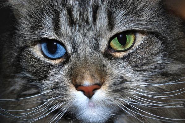15 Amazing odd-eyed cats | Amazing Creatures