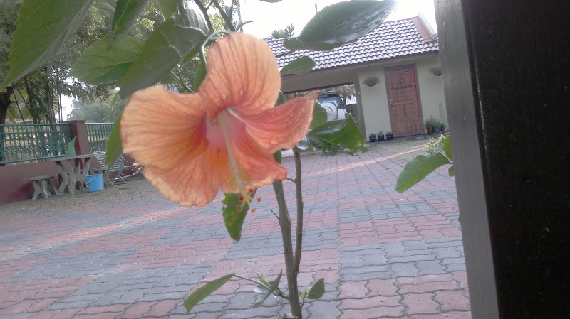 SEKILAU one: Dalam pasu ada bunga