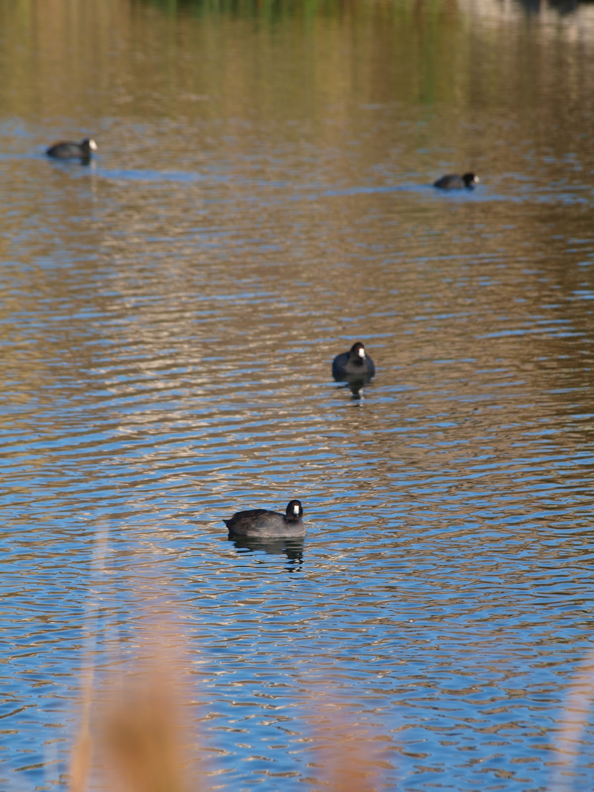 A Life Inspired by Nature: Favorite Birds