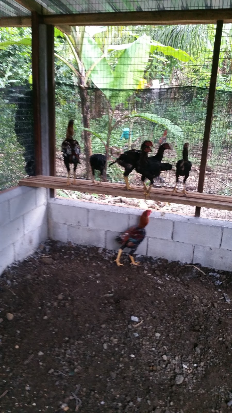 Warisan Petani: DIY : Reban Ayam 2