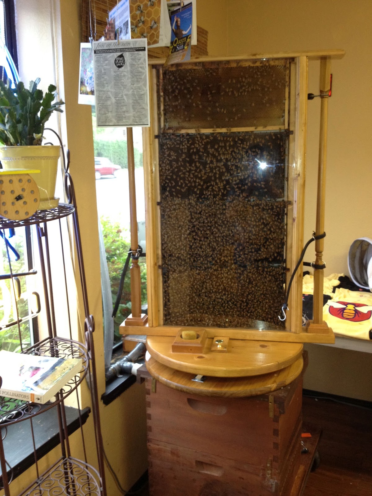 The Beez Neez: Observation Hive Update