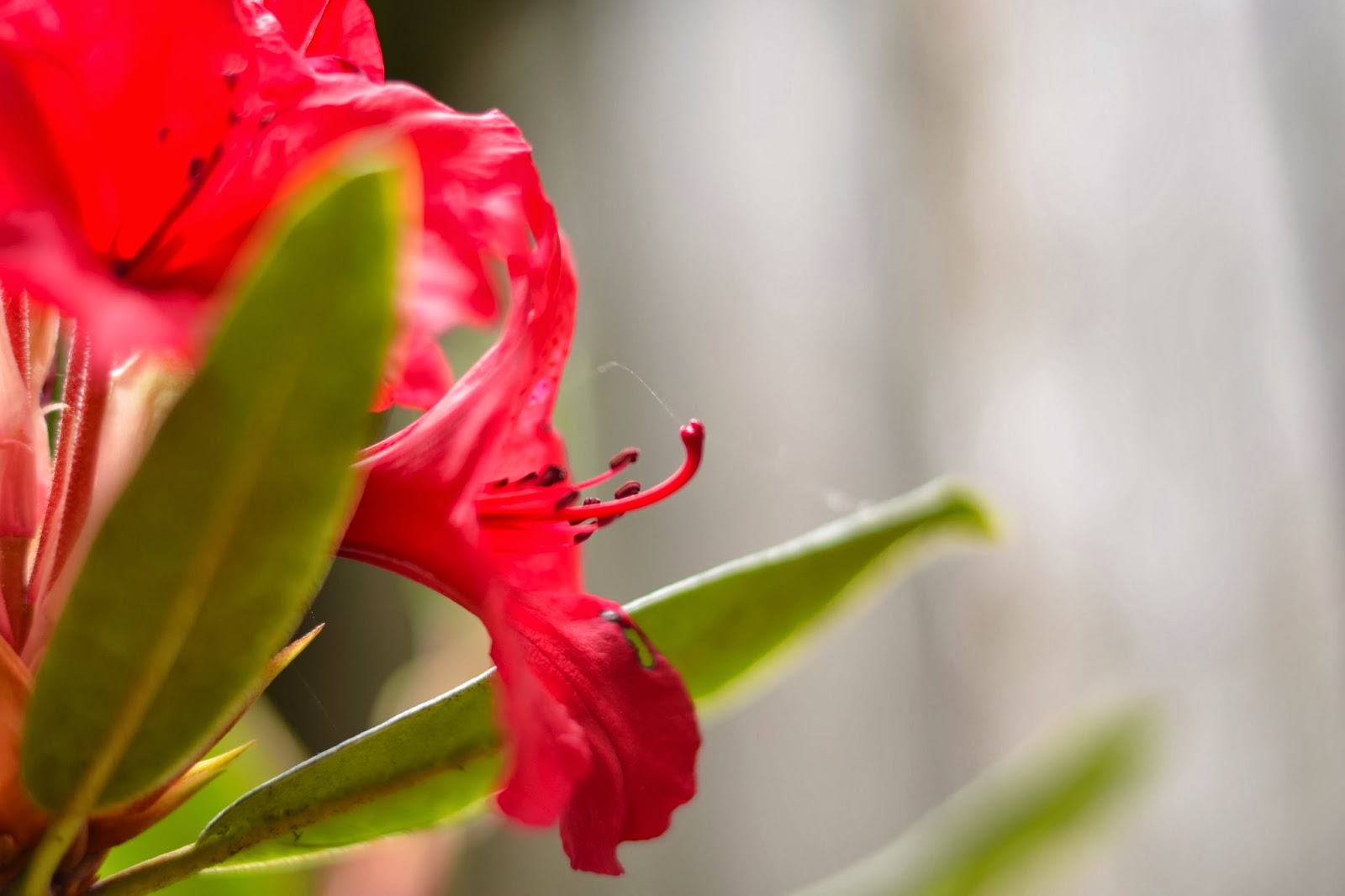 Gallo Organico: Channeling Georgia O'Keeffe (Part 2: Flowers)