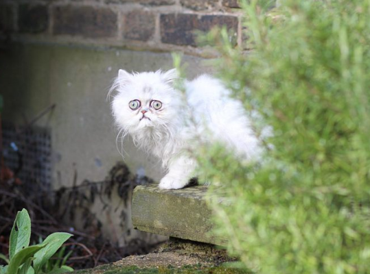 People Were Concerned About Wilfred The Cat, So We Got Answers - Best Pets