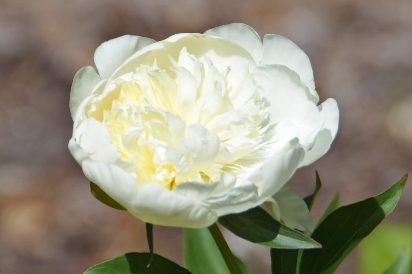 Southern Peony: 2018 Southern Peony Seedlings