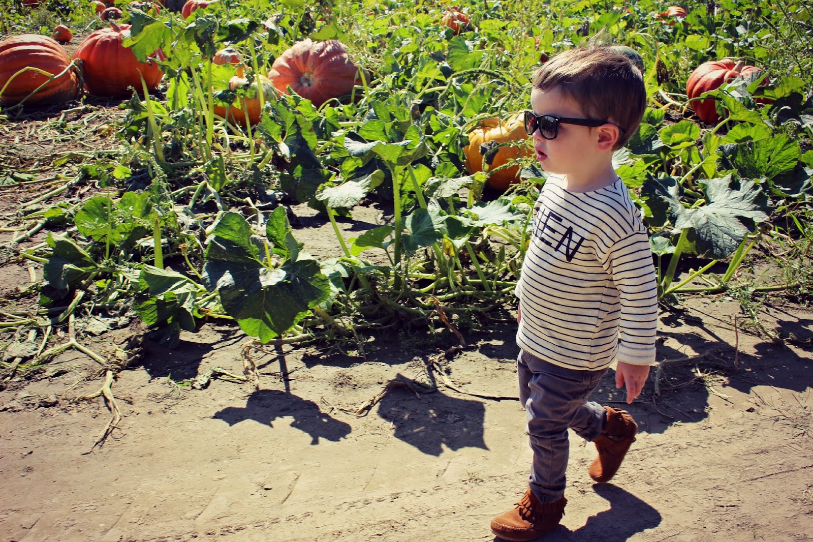 Nuestra Vida Dulce: Day of the Dead Decorations + Pumpkin Patch Adventures