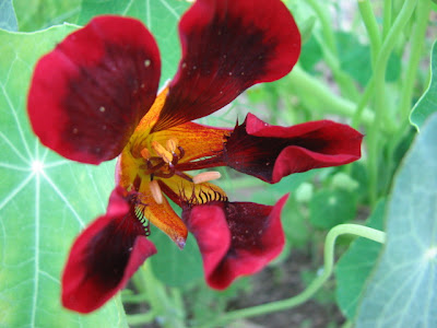 Meie aed: Roosid, kressid, liilia