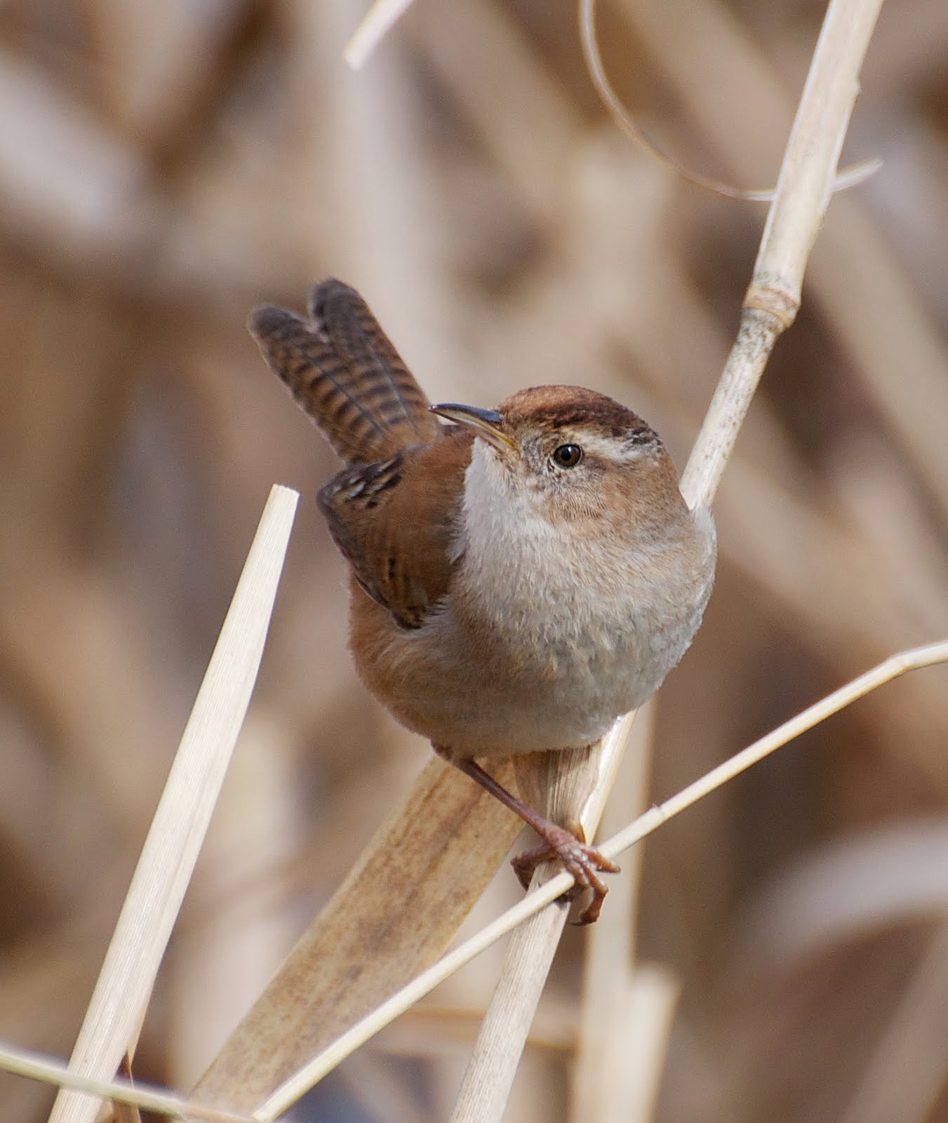 NW Bird Blog: Marsh Wren