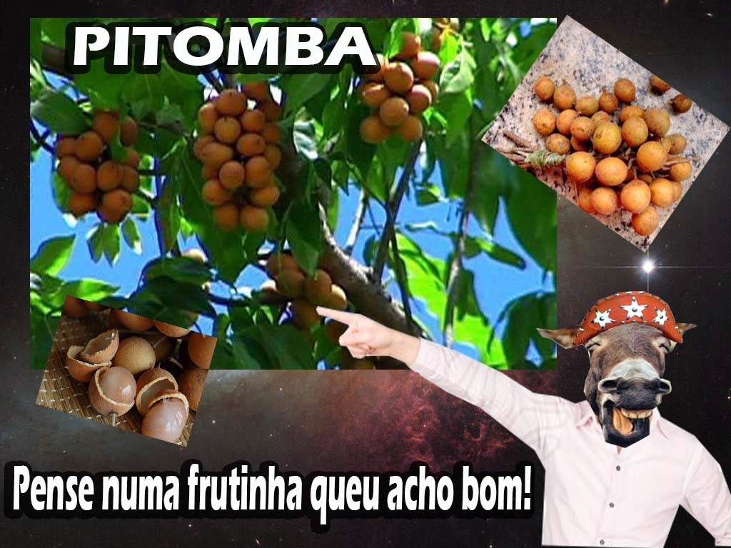 PITOMBA: DICA DO BERADEIRO | Beradeiro Digital