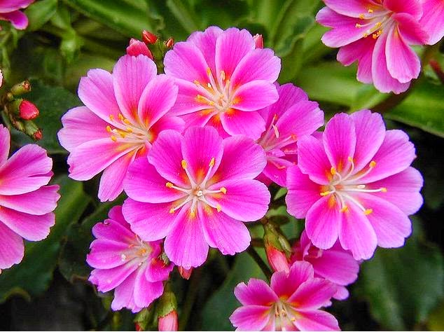Flower Homes: Lewisia Flowers