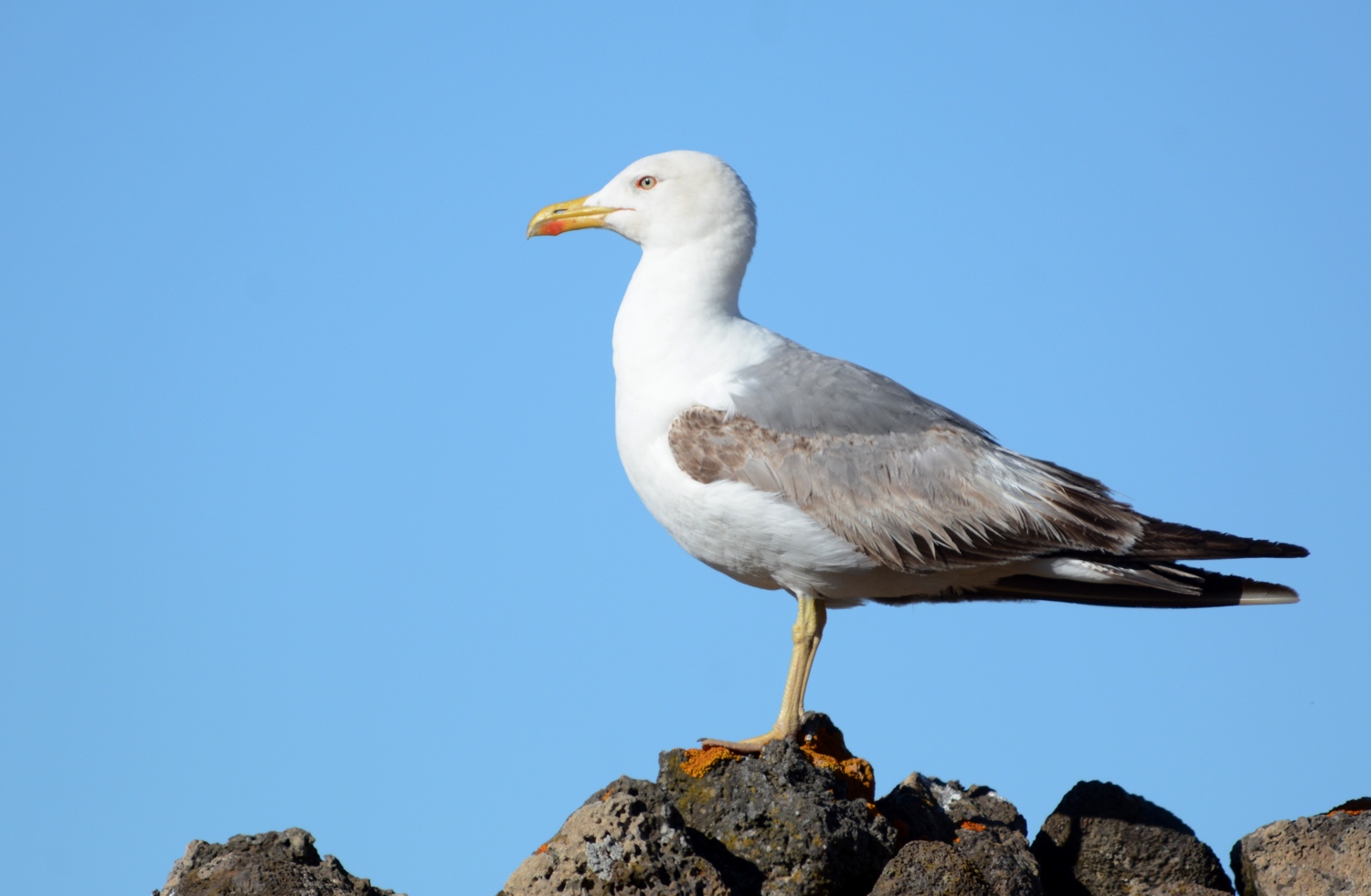 Birding Canarias: Cigarrones y aves en la meseta de Nizdafe.
