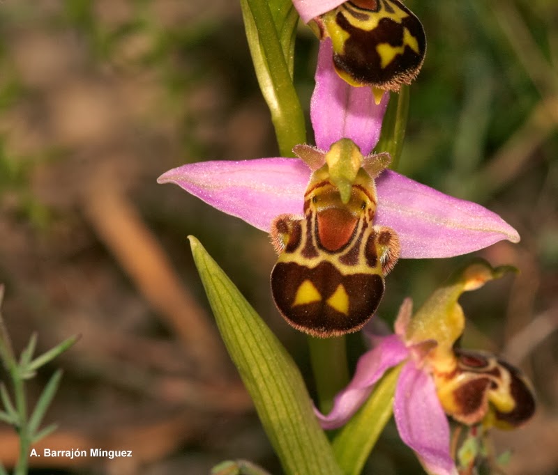 Naturaleza Viva: Ophrys apifera Huds. Fam: Orchidaceae