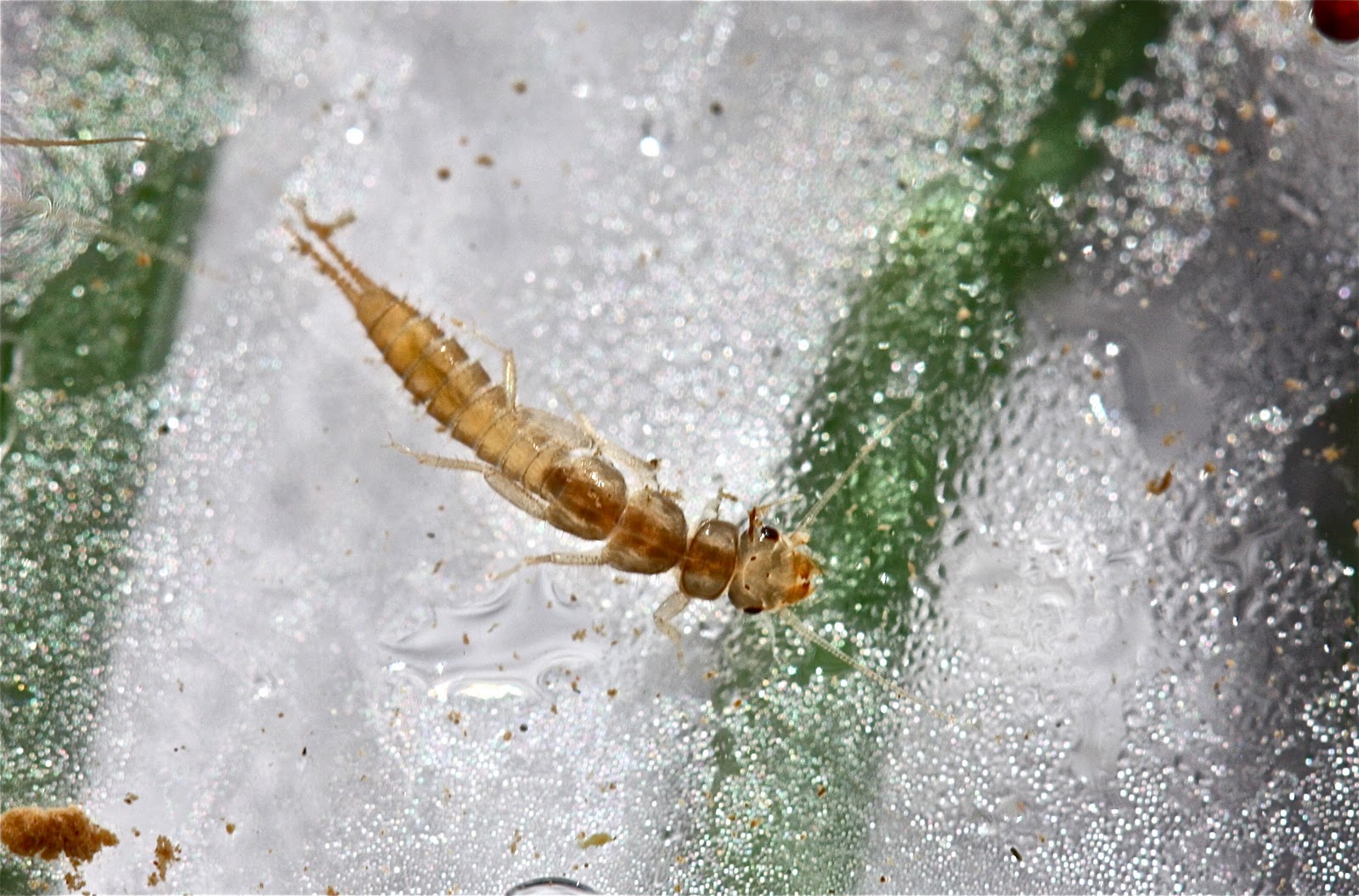 Aquatic Insects of Central Virginia: The First "Isoperla" Perlodid ...
