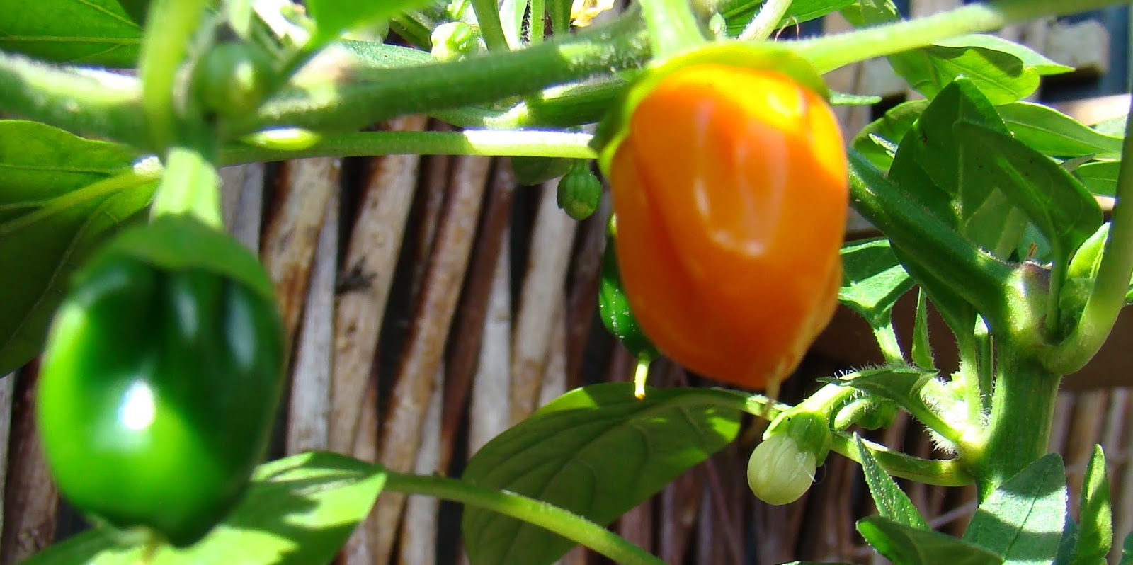 CHILISORTER FOR ALLE SMAGSLØG – HAVEFOLKET