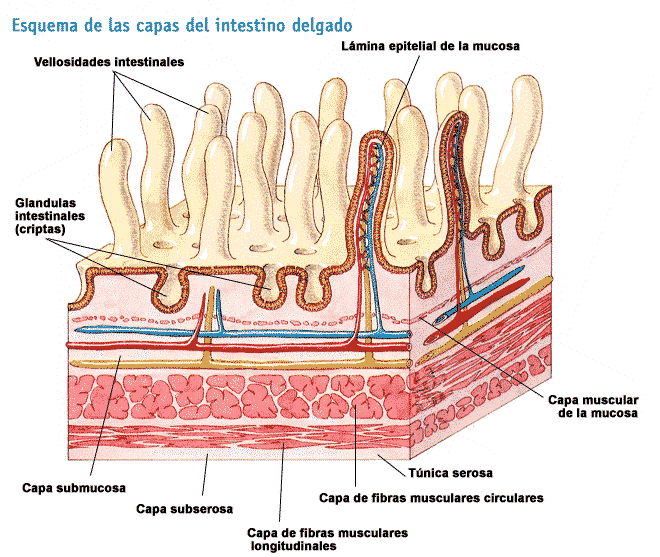 La Mitocondria: Tratado de Histología IV: Tejido Epitelial
