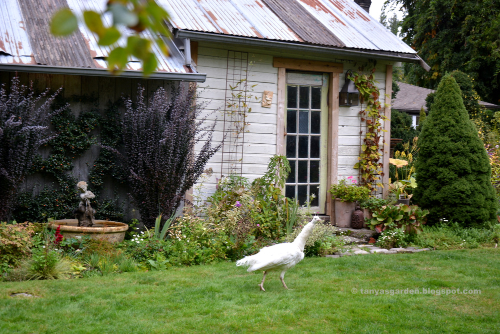 MySecretGarden: Visit to The Old Goat Farm