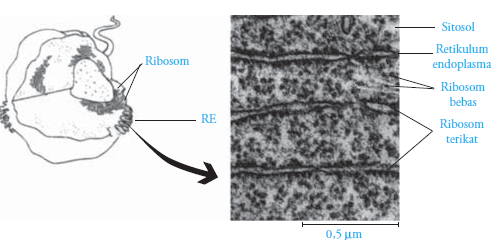 Nuzullia Blog: Struktur dan Fungsi Ribosom