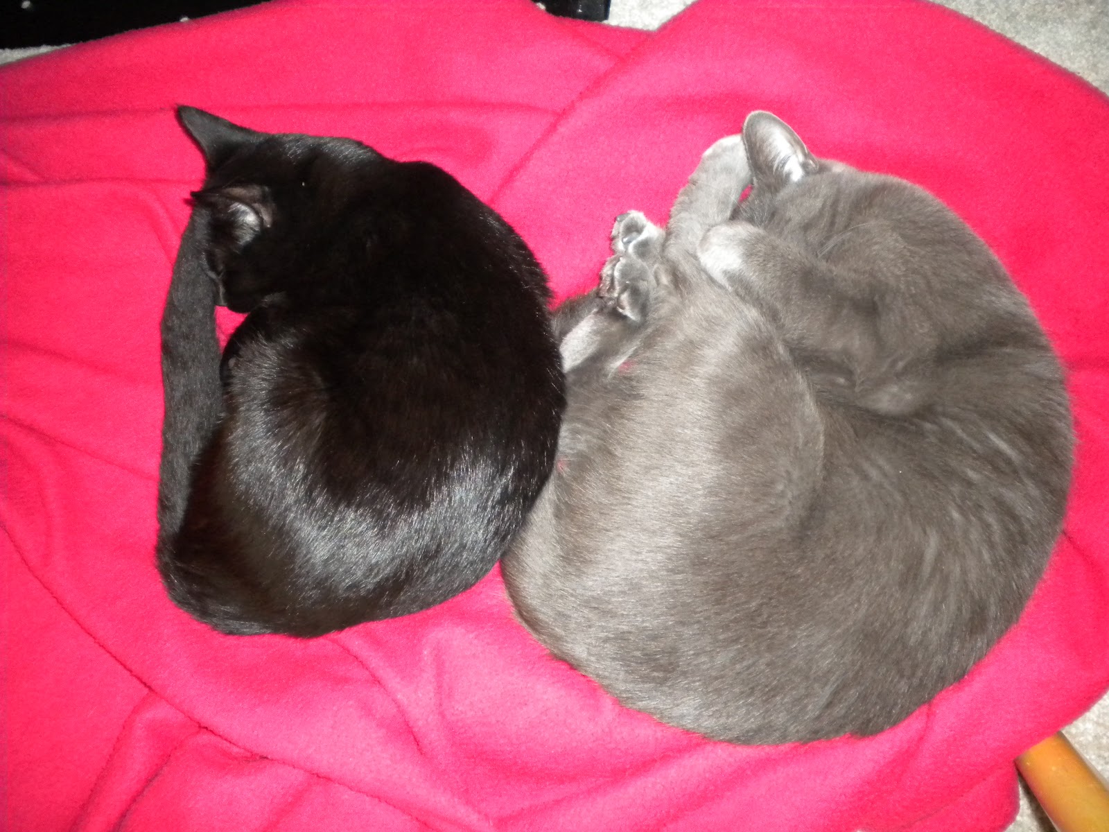 Life is Interesting: Dear Sami-cat: