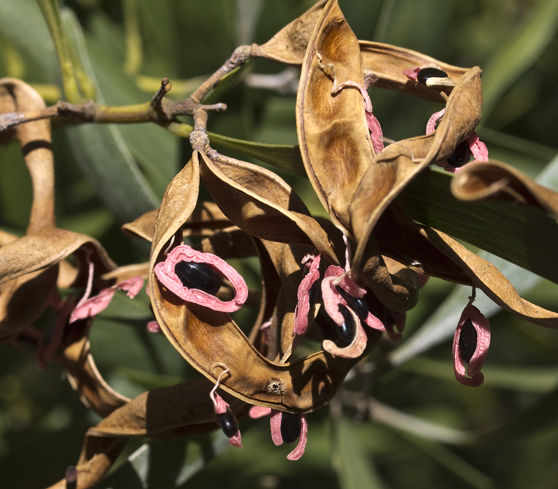 Paseos por la naturaleza: Acacia melanoxylon. Acacia negra.