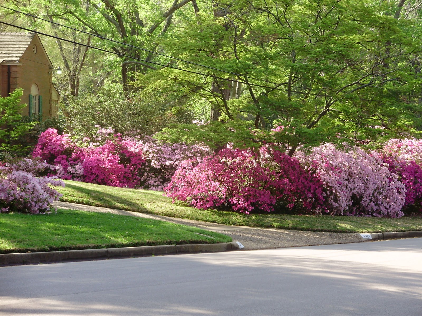 It’s All About Tyler…Literally: Azalea Trail