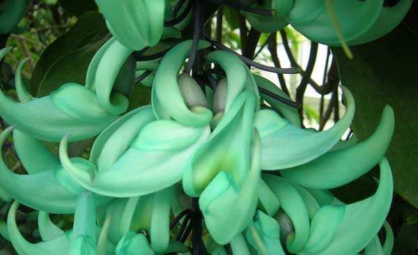 HOW TO GROW THE JADE VINE |The Garden of Eaden