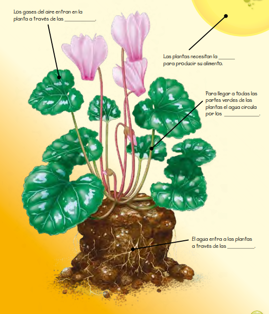 Hace los deberes: ¿Qué necesitan las plantas?