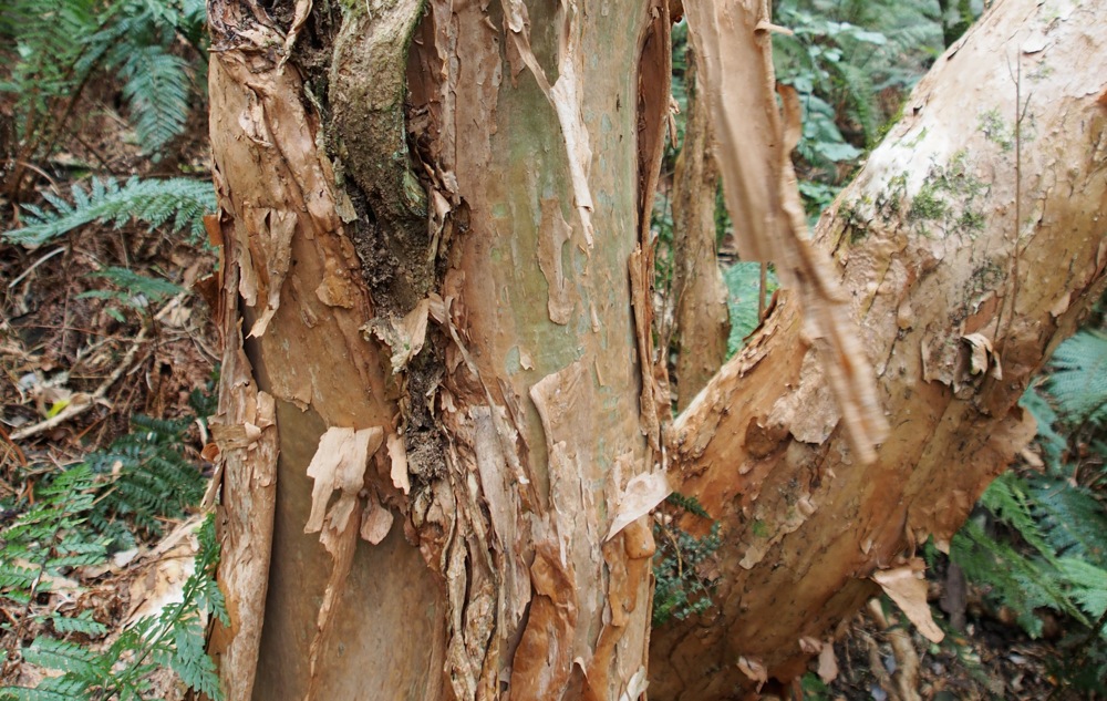 Tramping in the New Zealand backcountry: NZ Bush Adventures: Survival kit