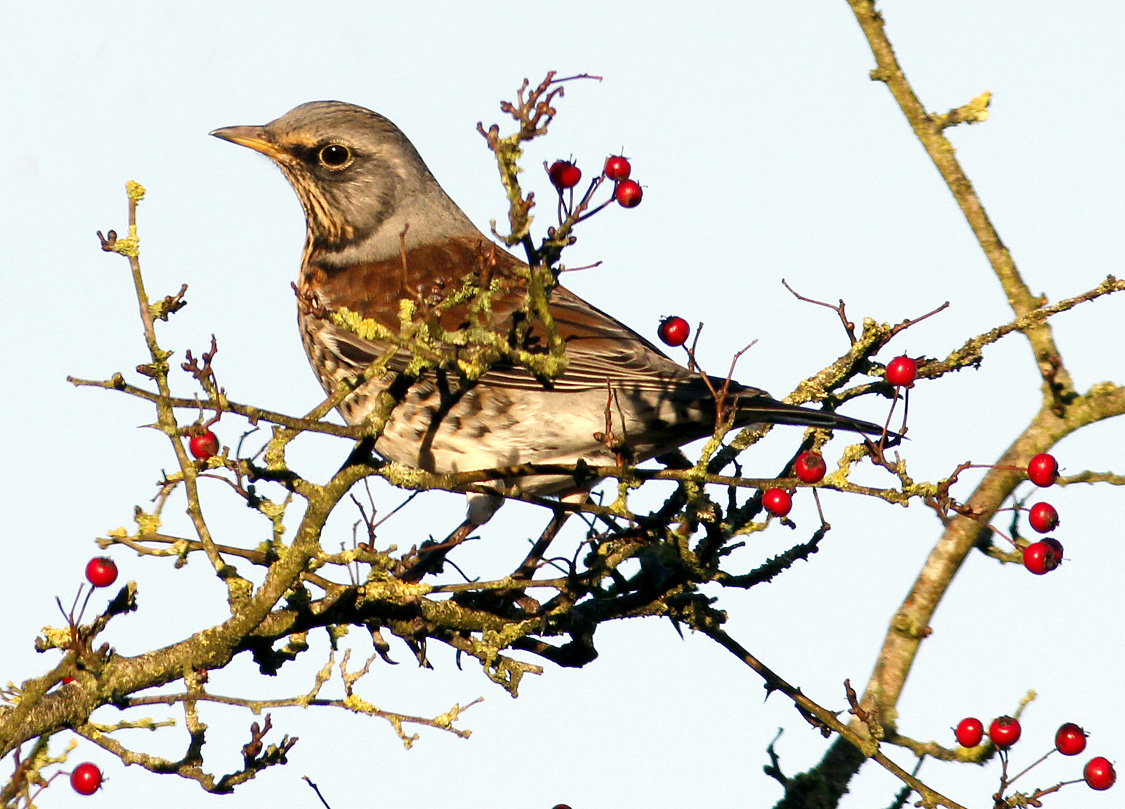 Another Bird Blog: A Fieldfare Find