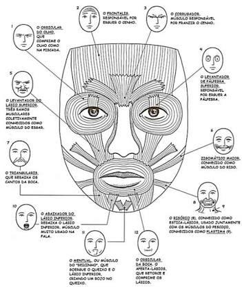 Educação Física 2018: (1_EDFIS_LIC_NA_EDUARDA_ARAUJO) MÚSCULOS DO ROSTO!