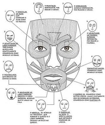Educação Física 2018: (1_EDFIS_LIC_NA_EDUARDA_ARAUJO) MÚSCULOS DO ROSTO!