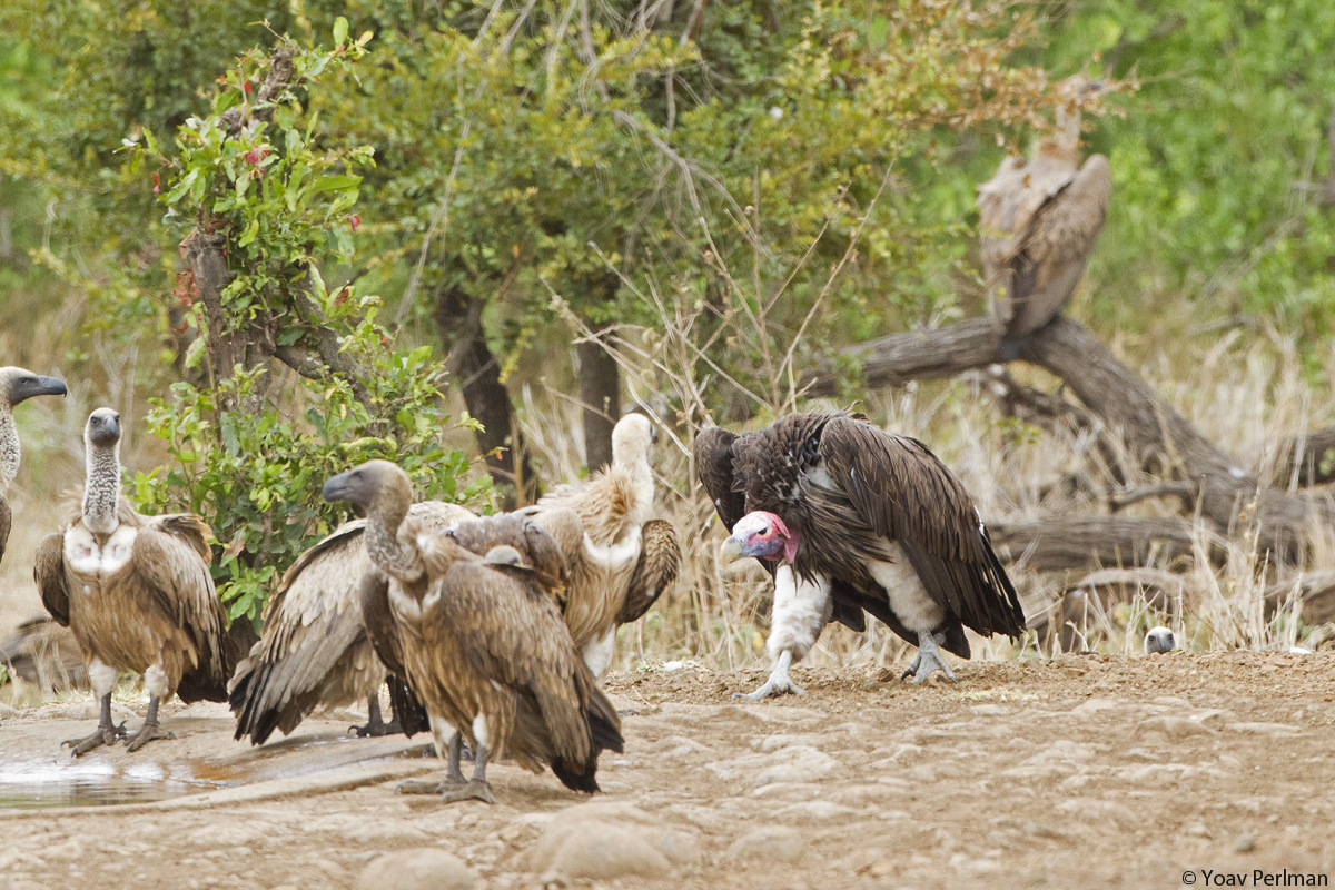 Cats and Vultures of Kruger Park | Focusing on Wildlife