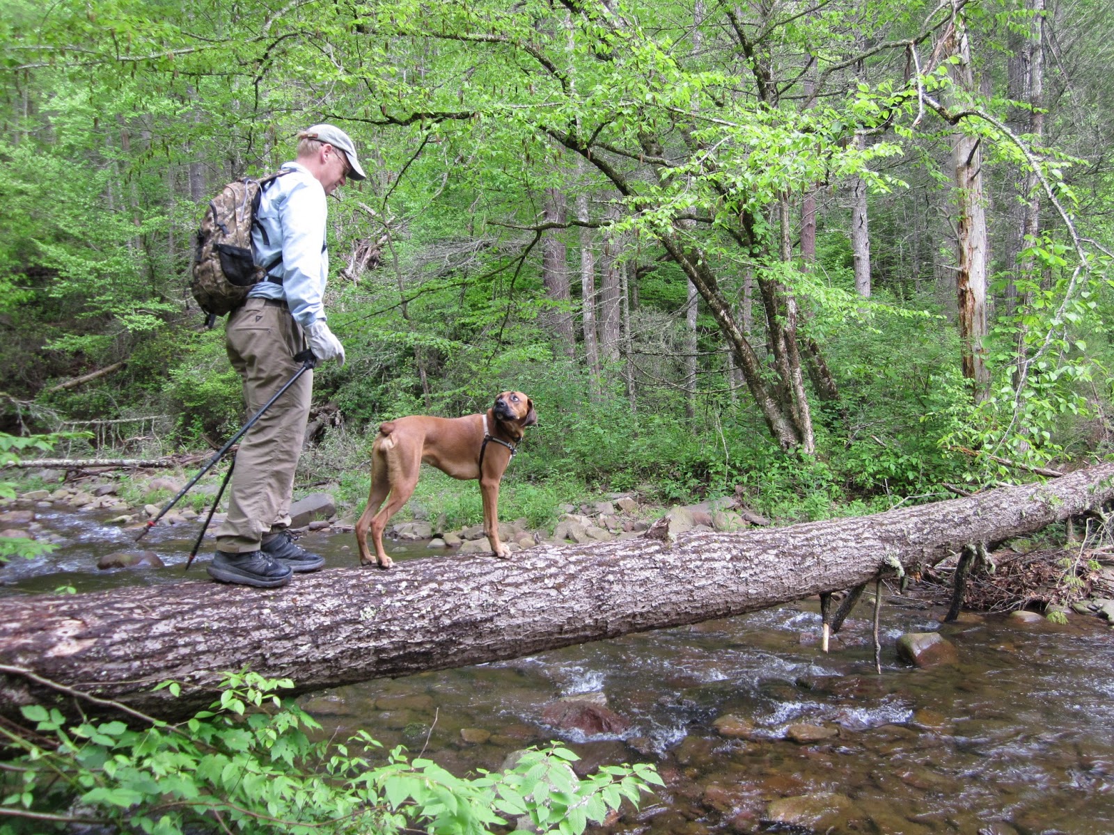 Can Dogs Hike Old Rag