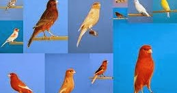 SEJARAH DAN KARAKTERISTIK KENARI WARNA COLOR BRED CANARY - PANDUAN BURUNG