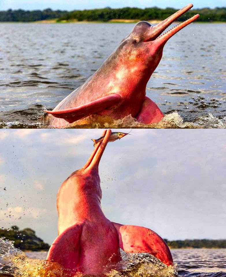 AMAZON NEHİR YUNUSU (PEMBE YUNUS) HAKKINDA