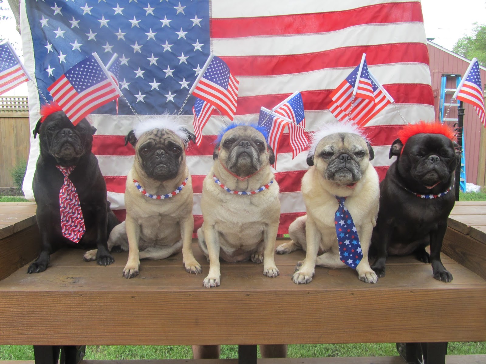 A Day in the Life of Pugs: Happy 4th of July!!!!!