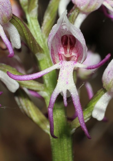 alamcyber 2020: BUNGA PELIK BENTUK SEPERTI LELAKI TELANJANG