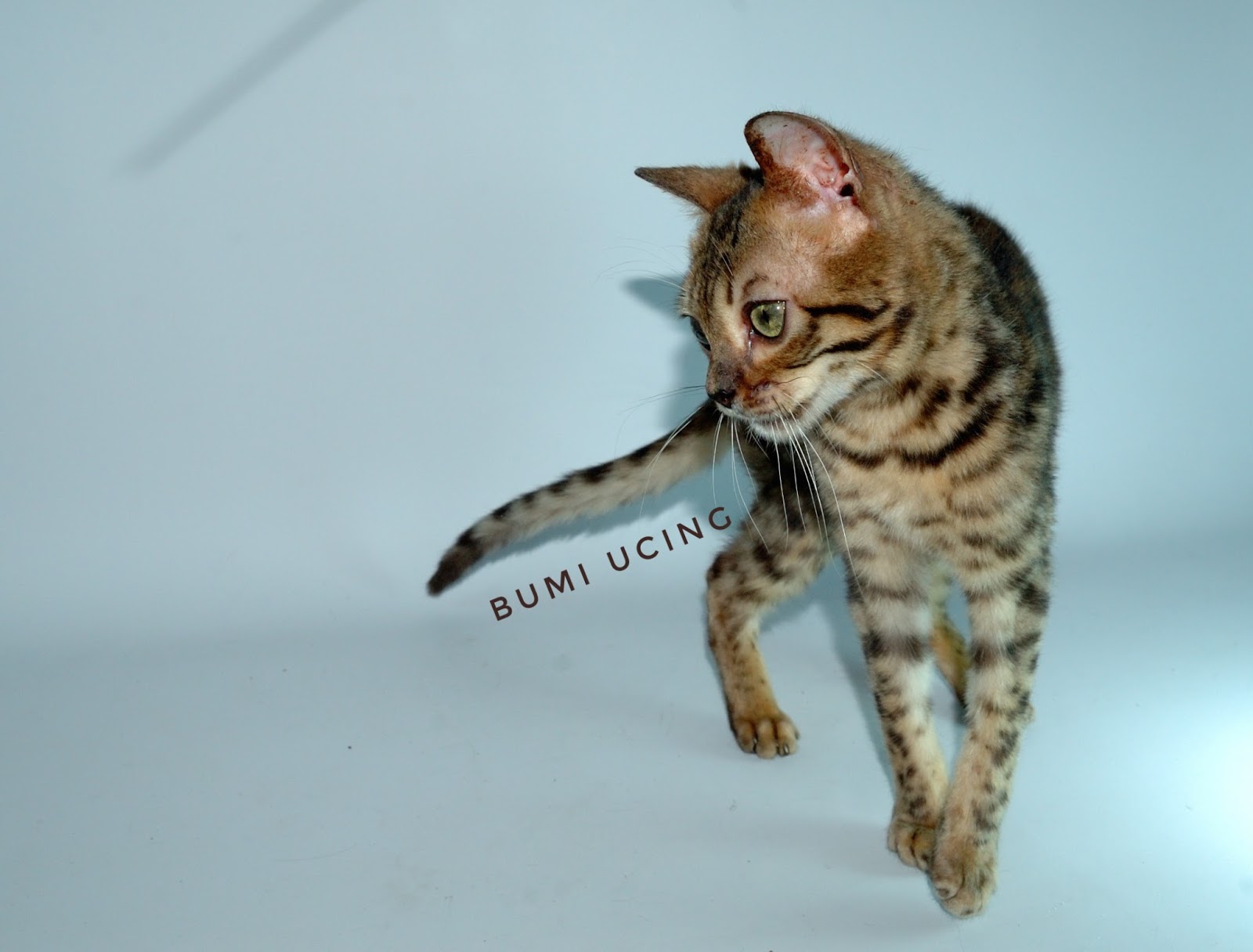 KUCING BENGAL INDONESIA: JUAL KUCING BENGAL MURAH