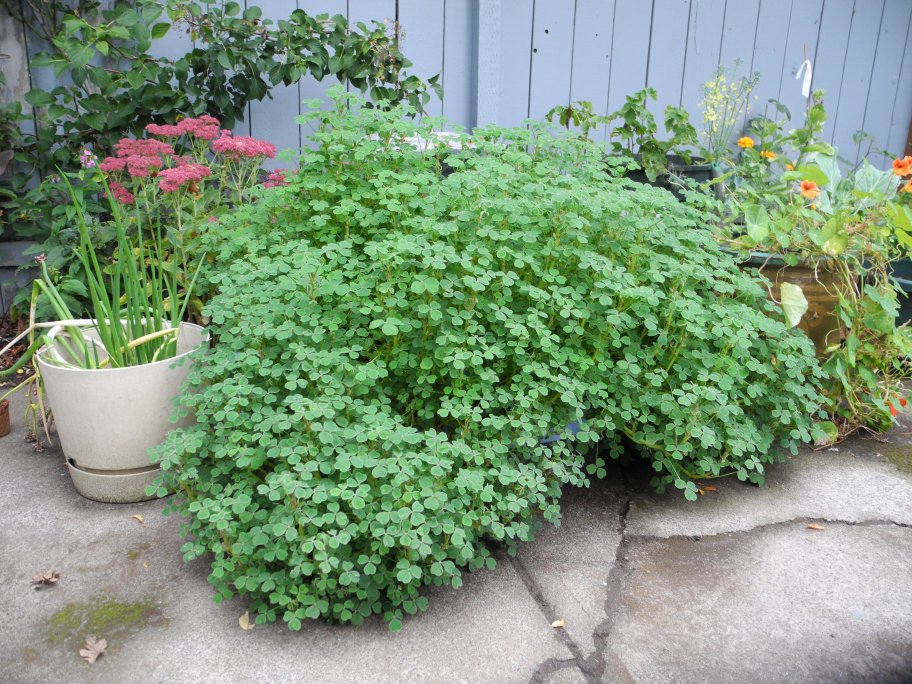 Really Random Garden