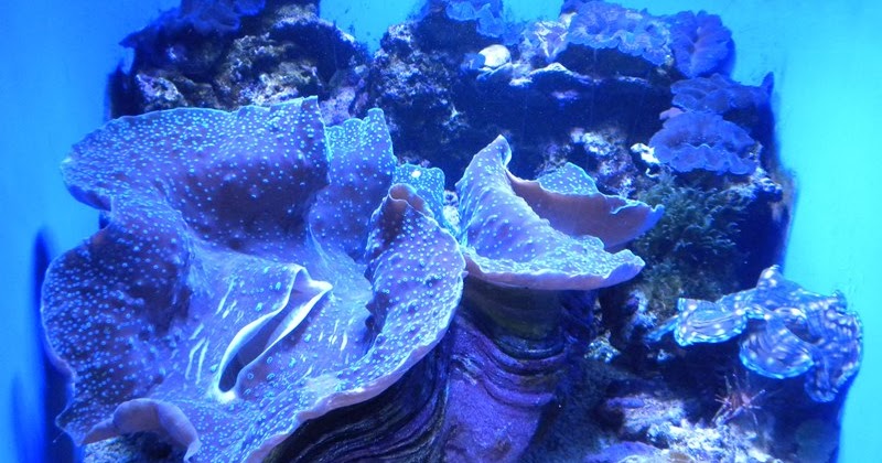 The Zoo Review: Zoo Review: Albuquerque BioPark Aquarium and Botanic Garden