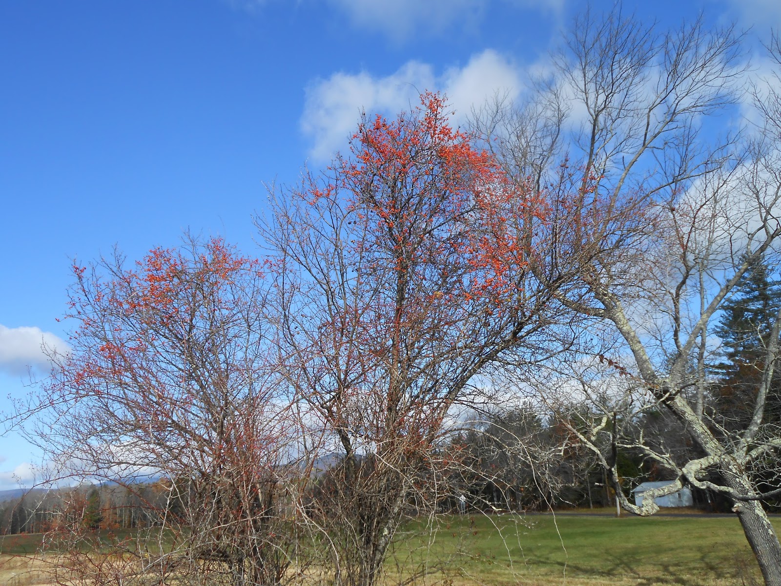 Across My Kitchen Table: A closer look at the "bittersweet tree"