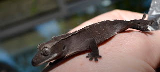 Crested Geckos Blog: Grey Geckos Photos