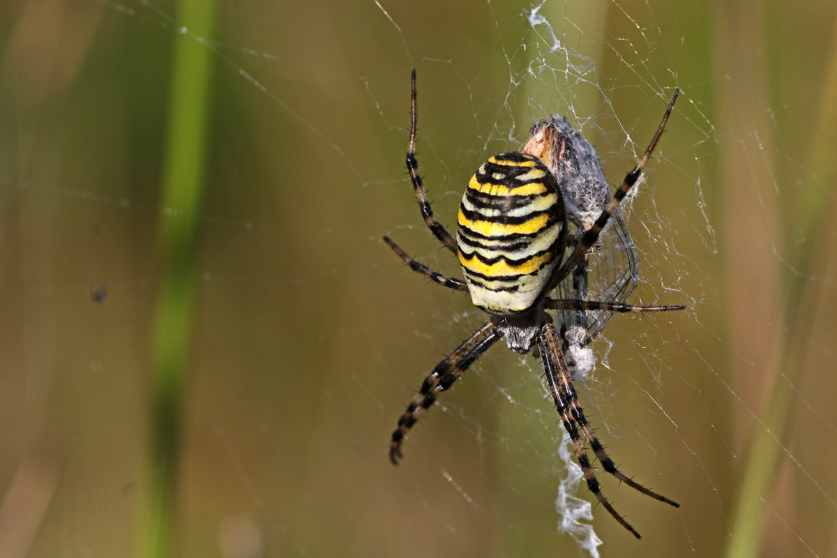 DOMMELVOS NATUURFOTOGRAFIE: Wespenspin werkt aan nageslacht