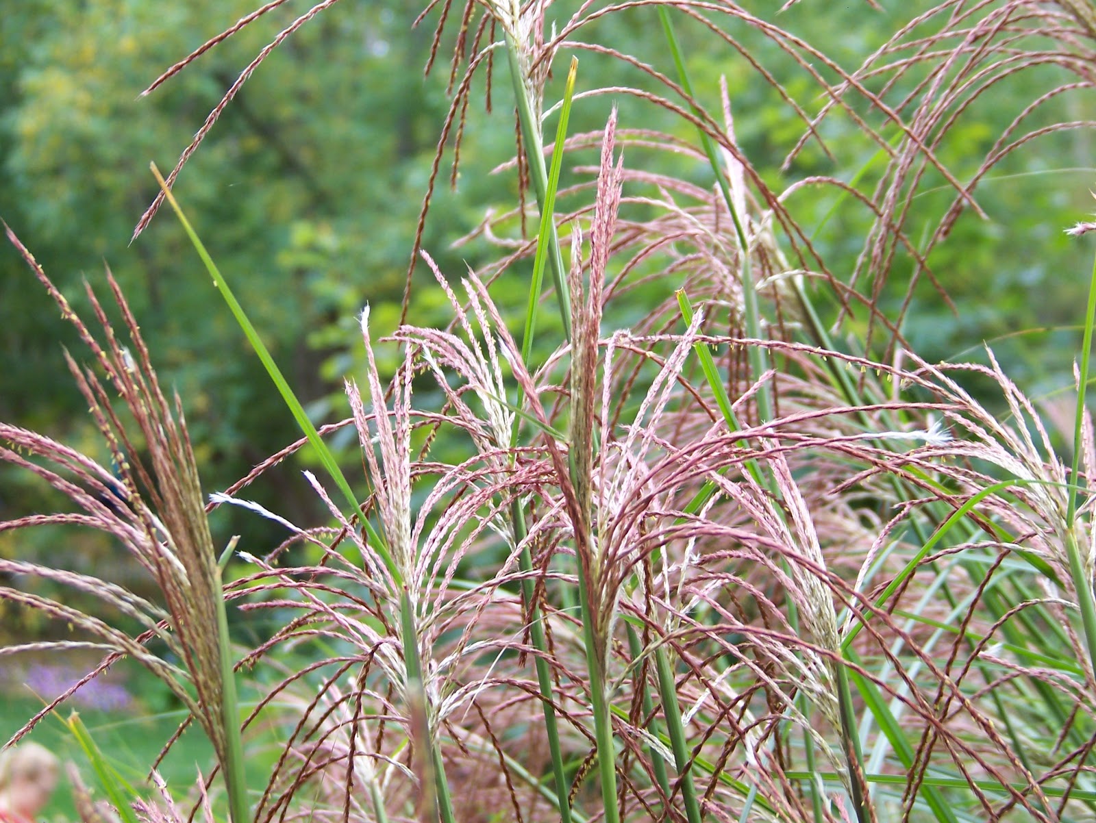 Grasses add beauty to gardens - Native, Prairie, and Tropical, Annual ...